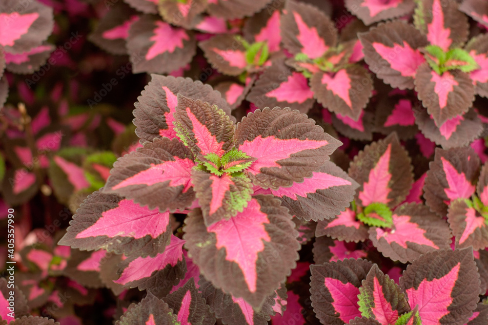 Pink Coleus plant in gerden, Pink coleus and purple tradescantia leaves ...