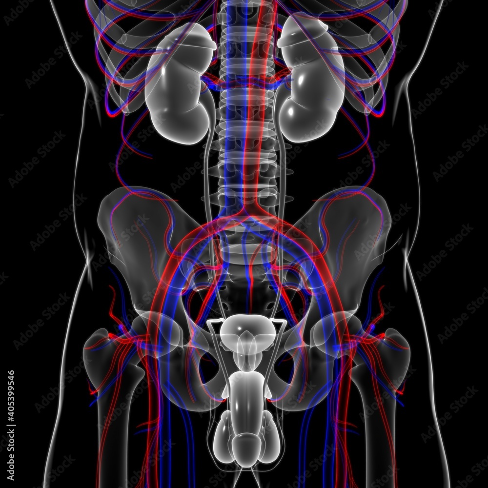 Male Reproductive System Anatomy For Medical Concept 3D Stock ...