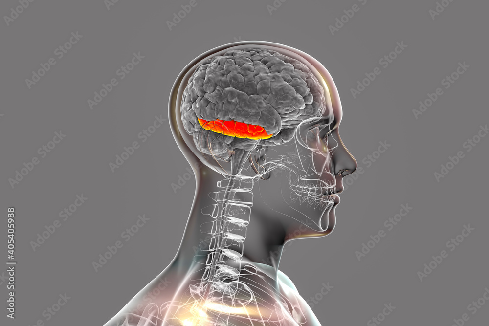 Inferior Temporal Gyrus