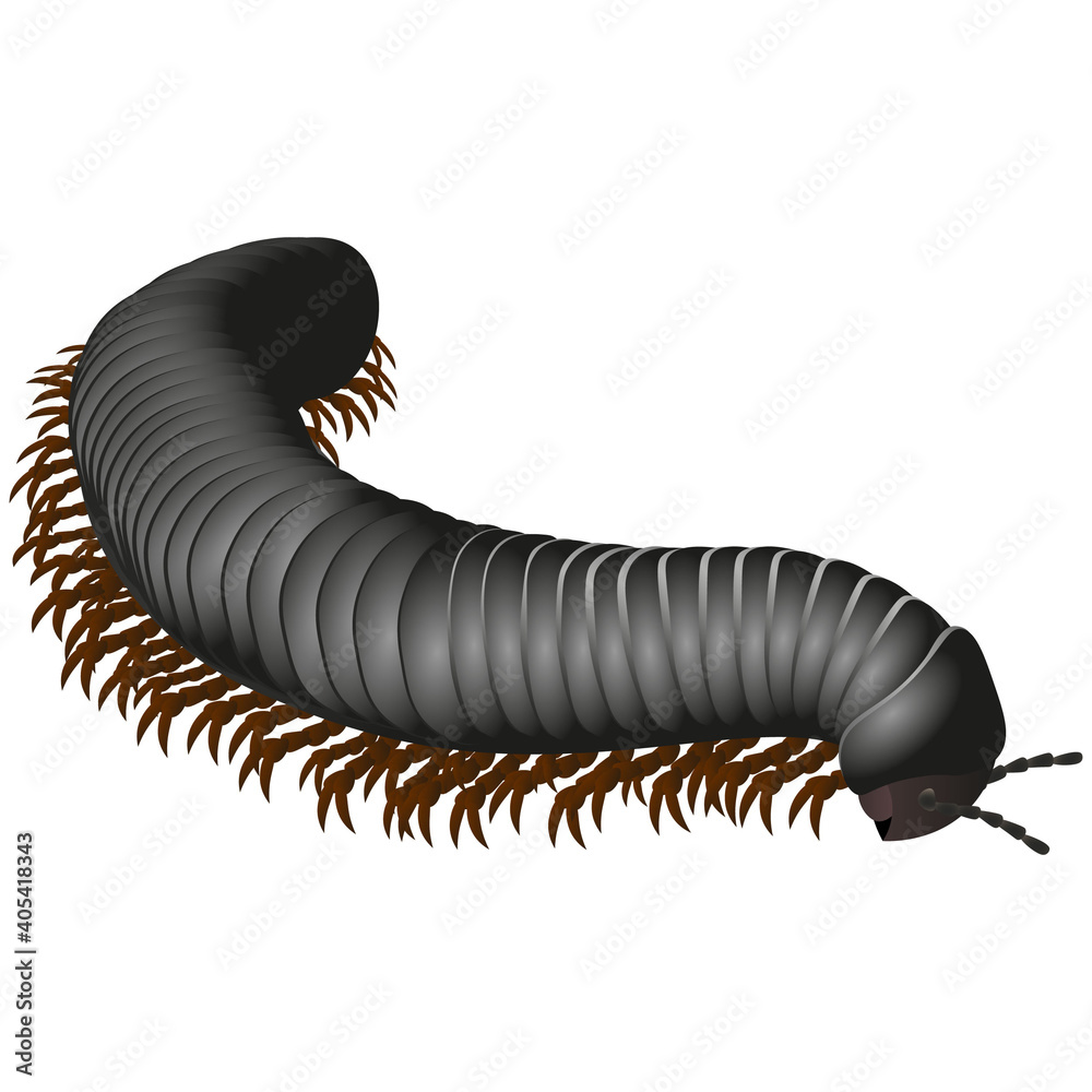 Millipede Poisonous