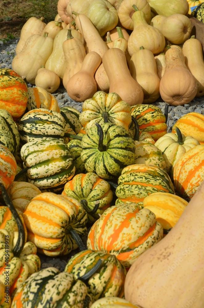 Piles of Carnival and Butternut Squash for sale at an outdoor farmer's ...