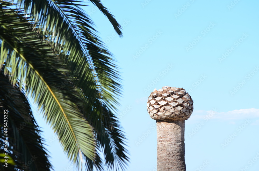 Corypha umbraculifera Stock Photo | Adobe Stock