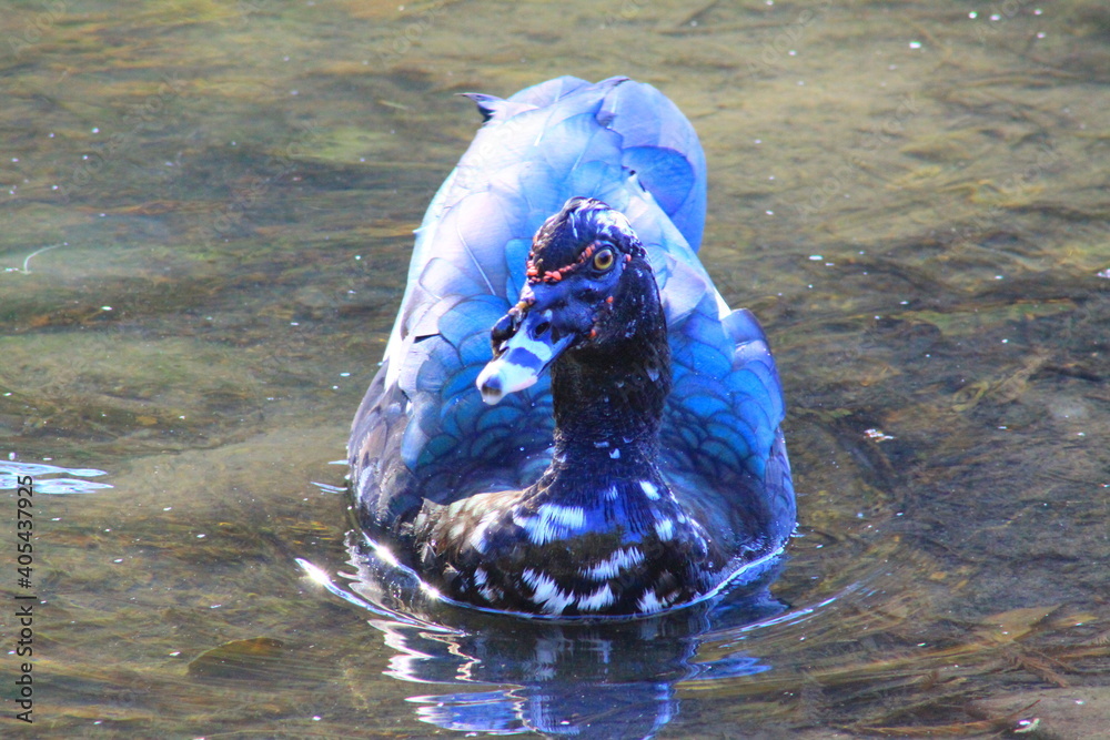 hermoso pato azul con verde y manchas blancas nadando, tomando agua en ...