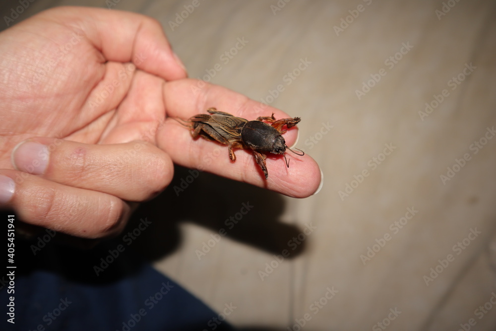 mole cricket on the hand. Biologist, exotic veterinarian examines a ...