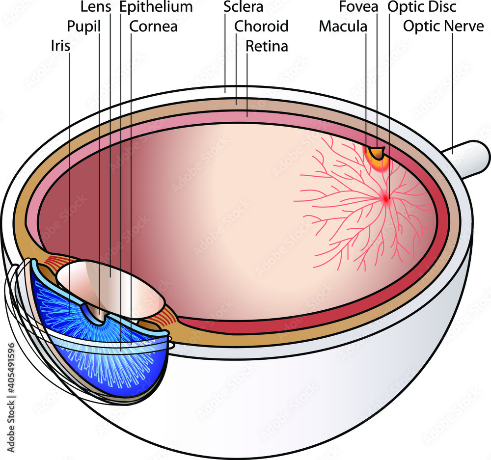 Human eye cross section with labels. Labels may be deleted. Stock ...
