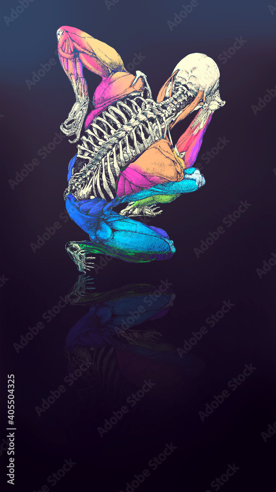 Medical illustration of ecorche (the skeleton with highlighted muscles ...