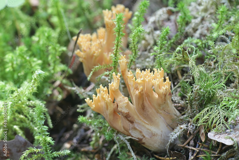 Ramaria eosanguinea also known as Ramaria flava, the pale-yellow ...