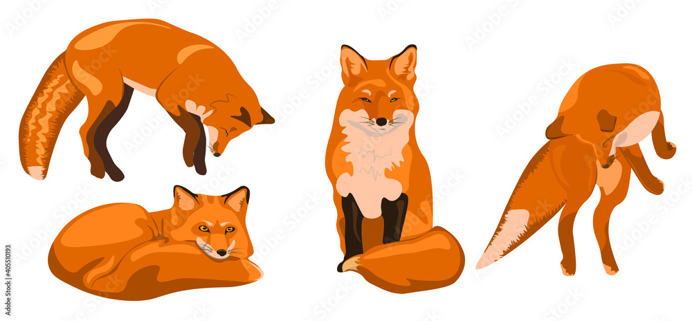cartoon and realistic set of red fox. Funny foxes with black paws, cute ...