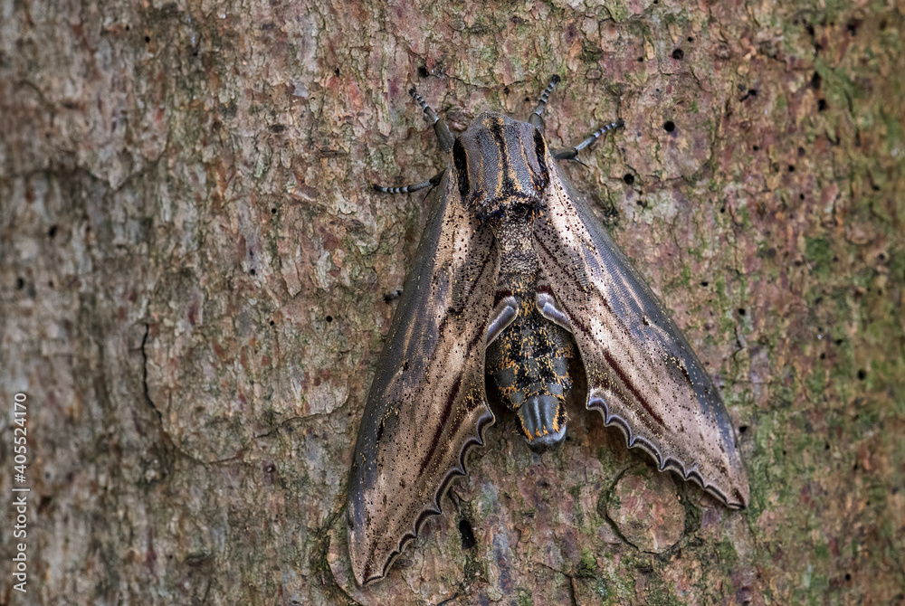 Apple Hawkmoth - Langia zenzeroides, beautiful large hawk moth from ...