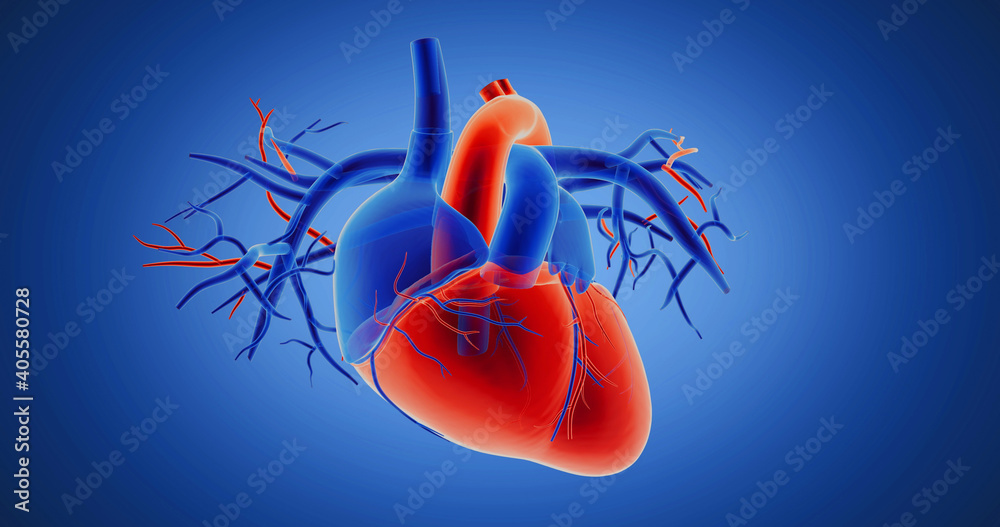 Heart, circulatory system x-ray style, internal organs 3D render ...