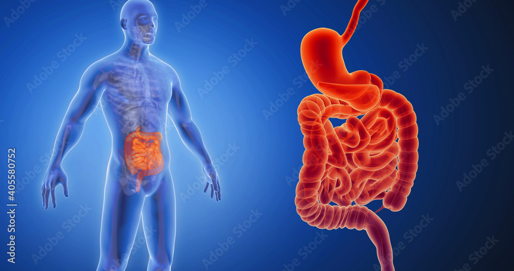 Intestines, large intestine, small intestine, intestinal tract, bowels ...