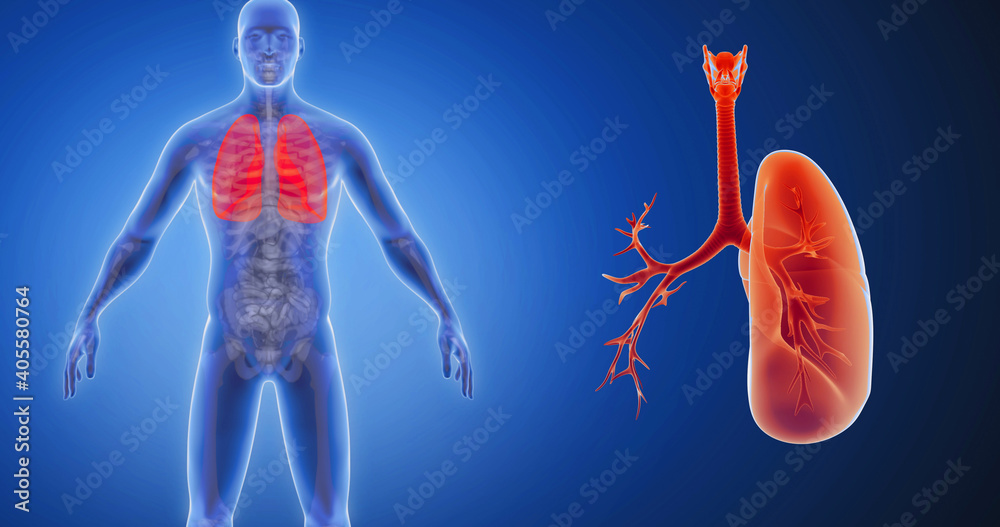 Lungs, bronchi, alveoli x-ray style, internal organs 3D render, anatomy ...