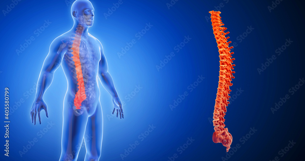 Spine, spinal cord x-ray style, internal organs 3D render, anatomy of ...