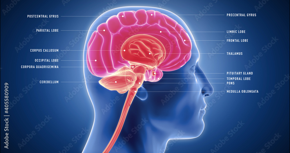 Human brain detailed model, neocortex, limbic system, reptilian brain ...