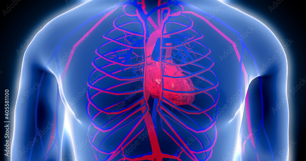 heart pulse 3D , heart scan, human body scan, heart scan, medical ...