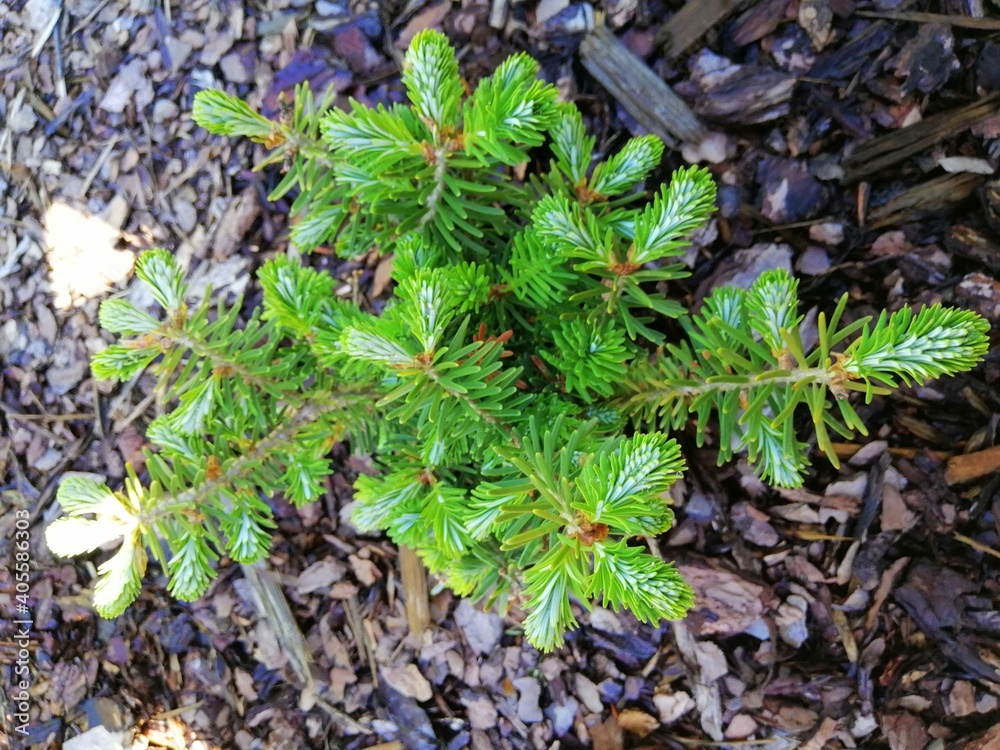 small abies with new spring vegetation top view on mulched bed ...