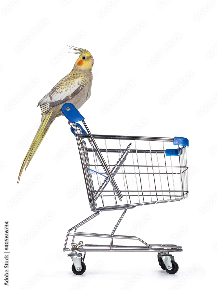 Female Cockatiel bird aka Nymphicus hollandicus, sitting side ways on ...