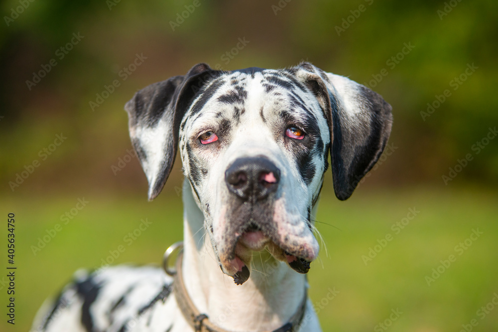Portrait of young harlequin great dane. This giant dog has floppy ears ...