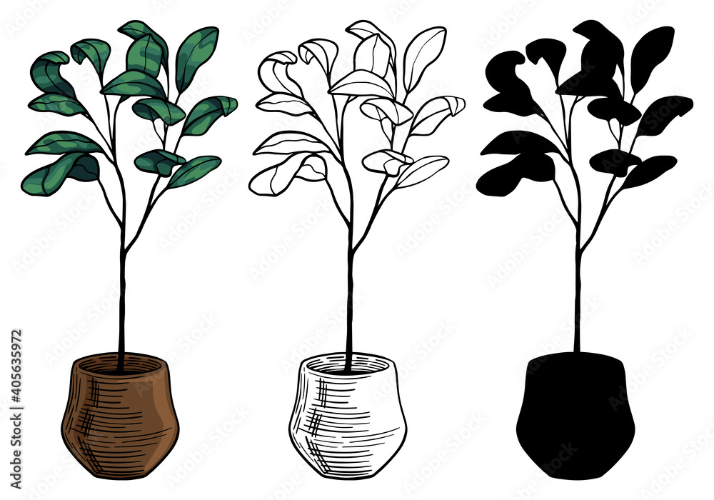 Fiddle leaf fig tree. Home plant hand drawn vector illustration set ...