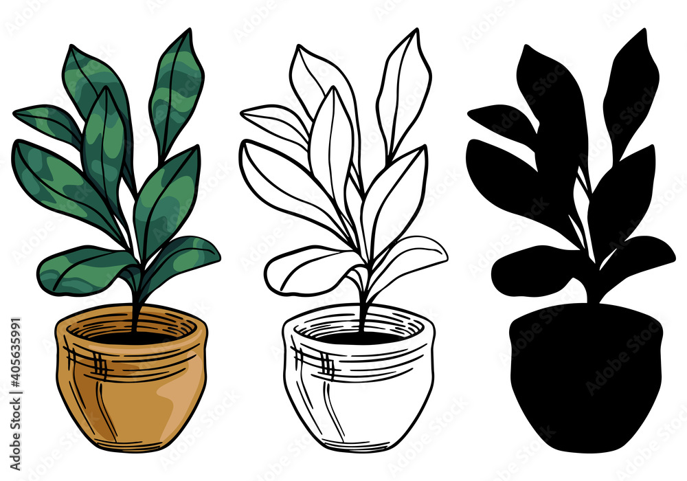 Fiddle leaf fig tree. Home plant hand drawn vector illustration set ...
