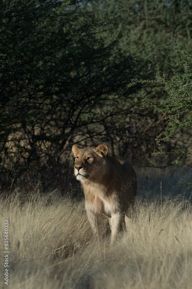 lion walking in bush lioness or female lion full body from head on ...