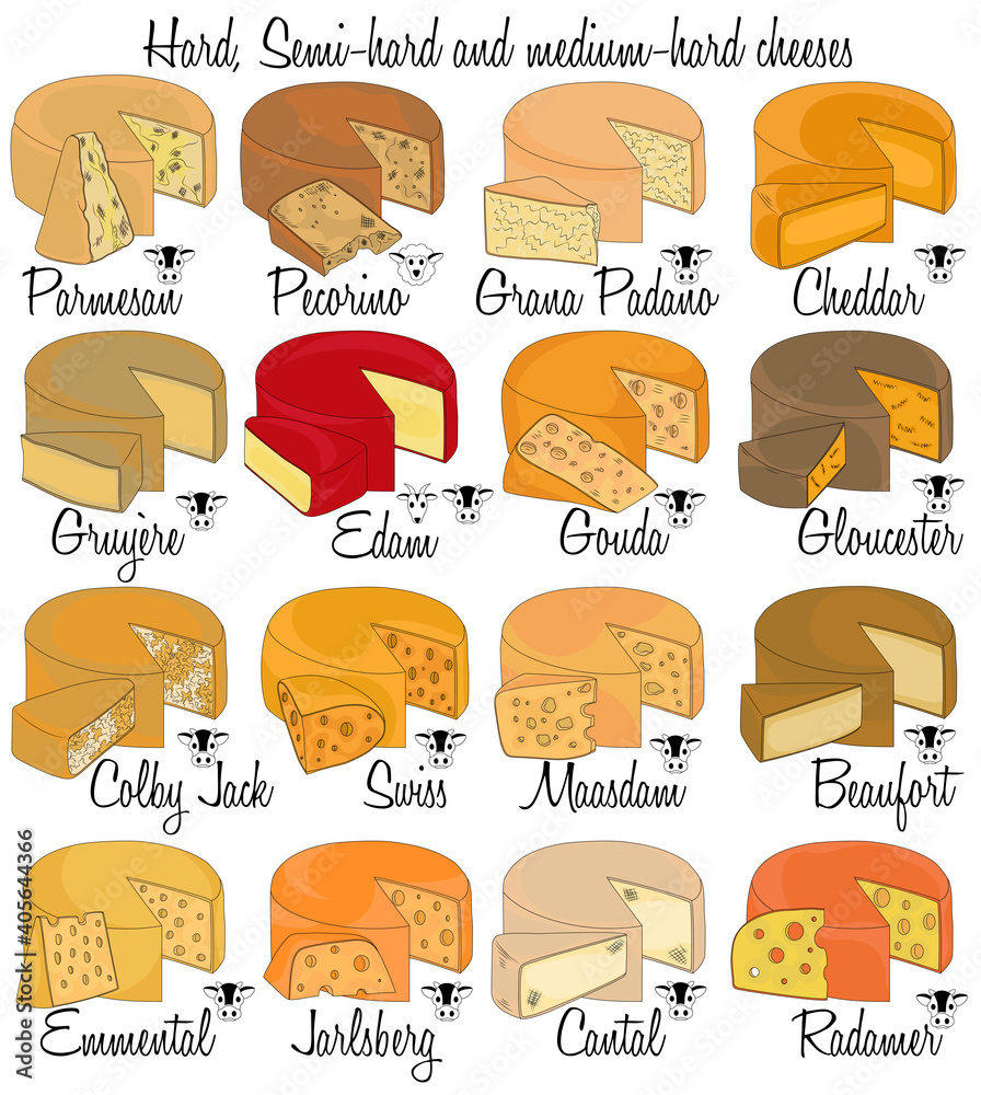 Hard, Semi-hard and medium-hard cheeses. Color hand-drawn types of ...