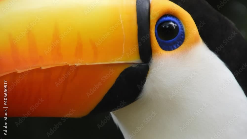 Vídeo do Stock: Toco Toucan also known as the common Toucan or giant ...