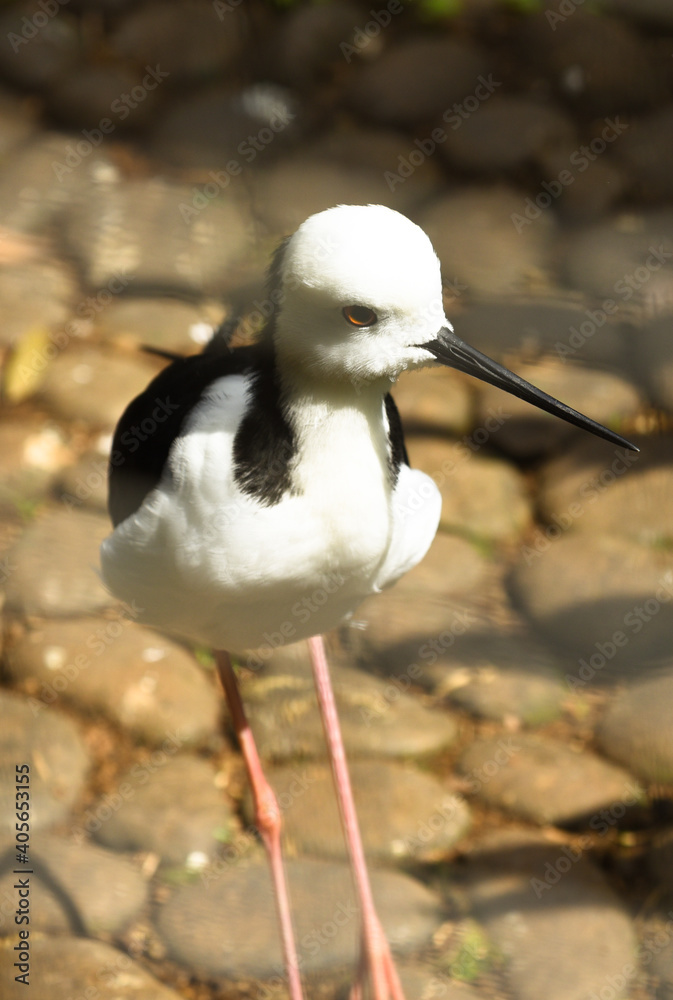 The pied stilt, Himantopus leucocephalus, also known as the white ...