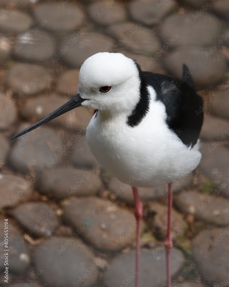 The pied stilt, Himantopus leucocephalus, also known as the white ...