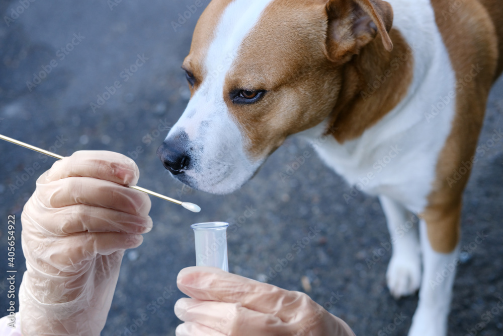 doctor, medic holds test tube for health research, big white dog with ...