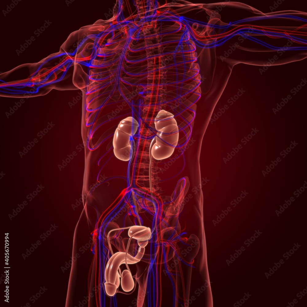 Male Reproductive System Anatomy For Medical Concept 3D Stock ...