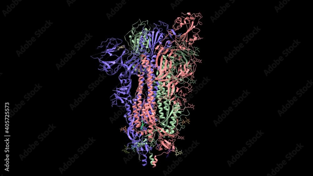 Structure of the SARS-CoV-2 spike glycoprotein in the open and closed ...