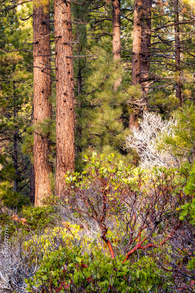 Ponderosa Pines and Manzanita Trees in a Forest in Bend Oregon Stock ...