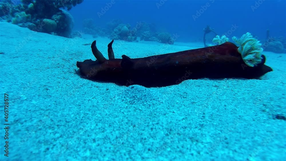 Spanish Dancer Sea Slug (Nudibranch) on sand Underwater shot from ...