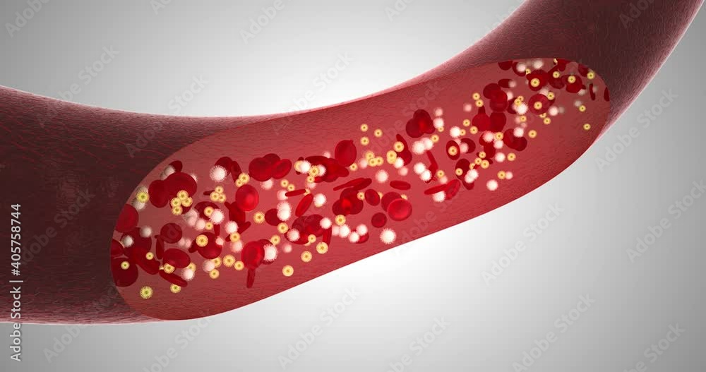 Blood movement in the vessel, 3D render capillaries, red blood cells ...