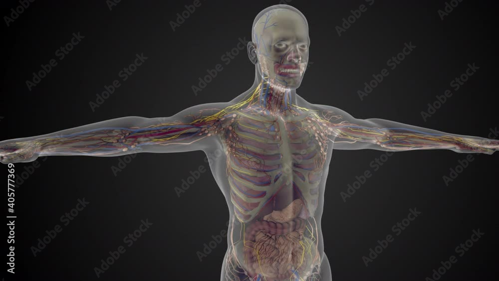 Anatomy, human body, human face, head, biological systems of the body ...