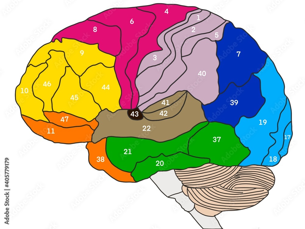 Brain Brodmann cortical area colored map of human brain with numbers ...