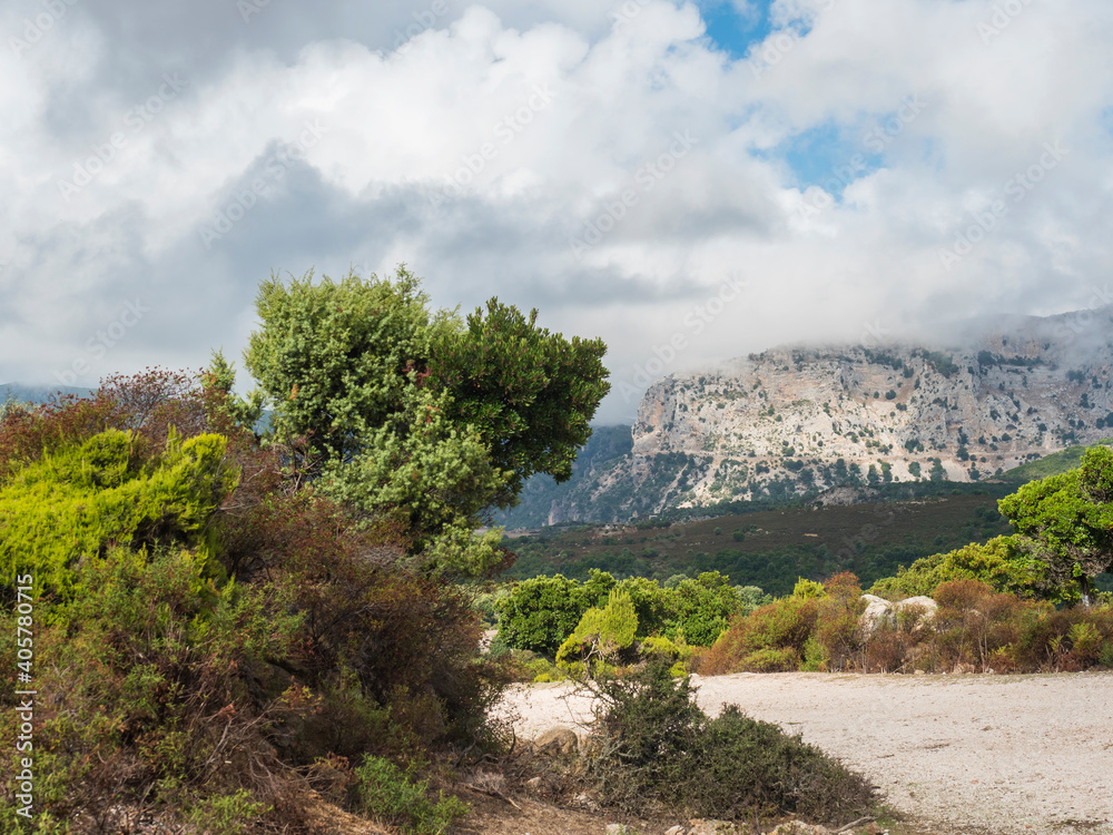 Mediterranean Forest Plants