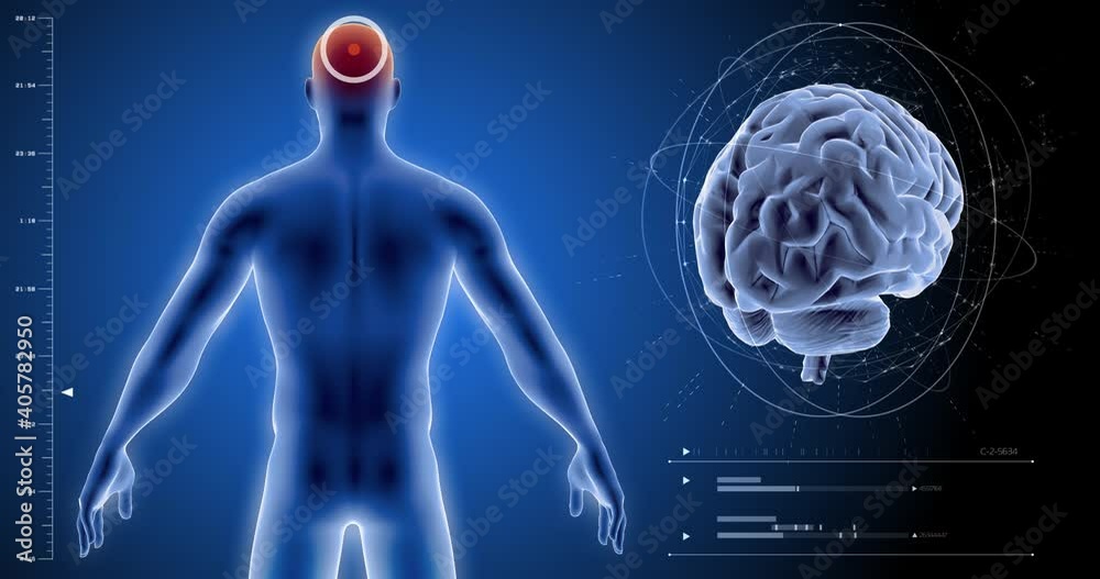 Human brain, 3D human body, brain activity, body scan, computer anatomy ...