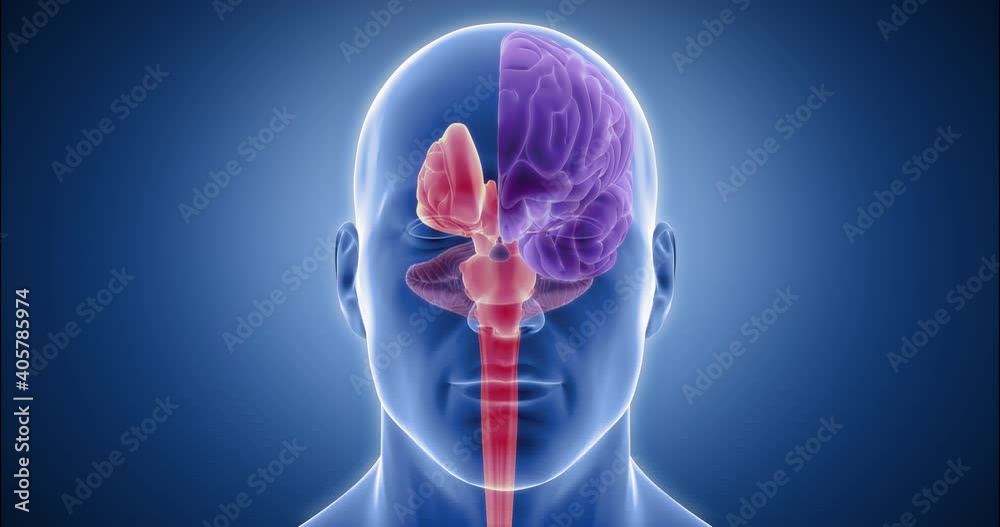 Human brain detailed model, neocortex, limbic system, reptilian brain ...