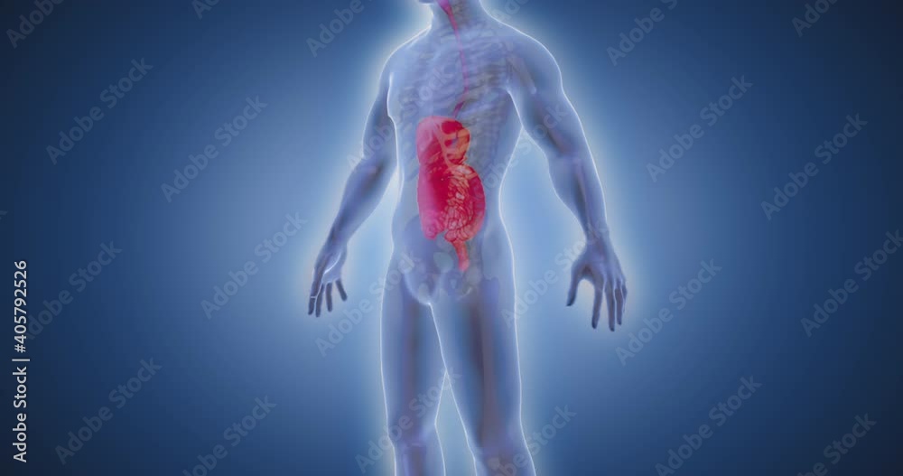 Belly, entrails, intestines, body scan, medical screen 3D render, human ...