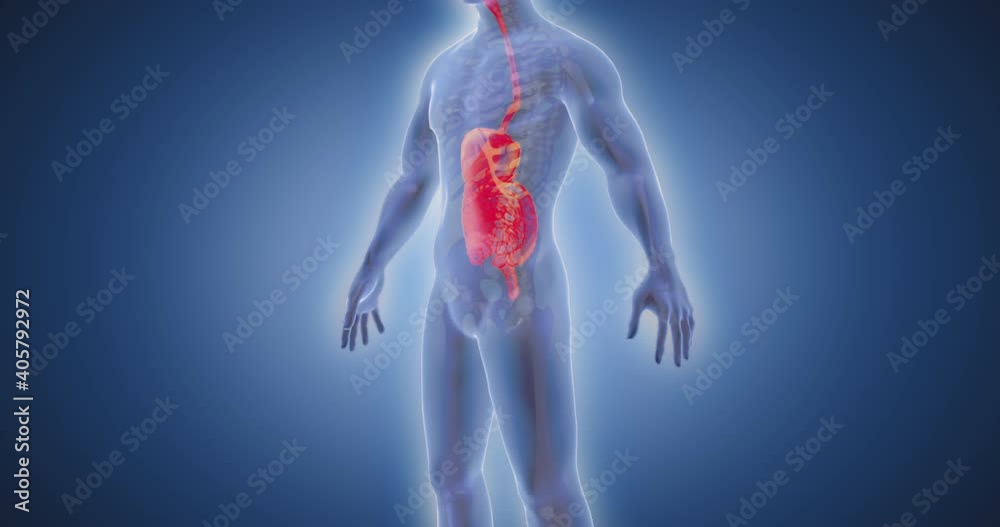 Belly, entrails, intestines, body scan, medical screen 3D render, human ...