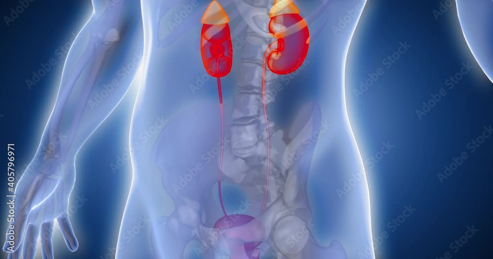 Kidneys, adrenal glands, genitourinary system, body scan, joint ...