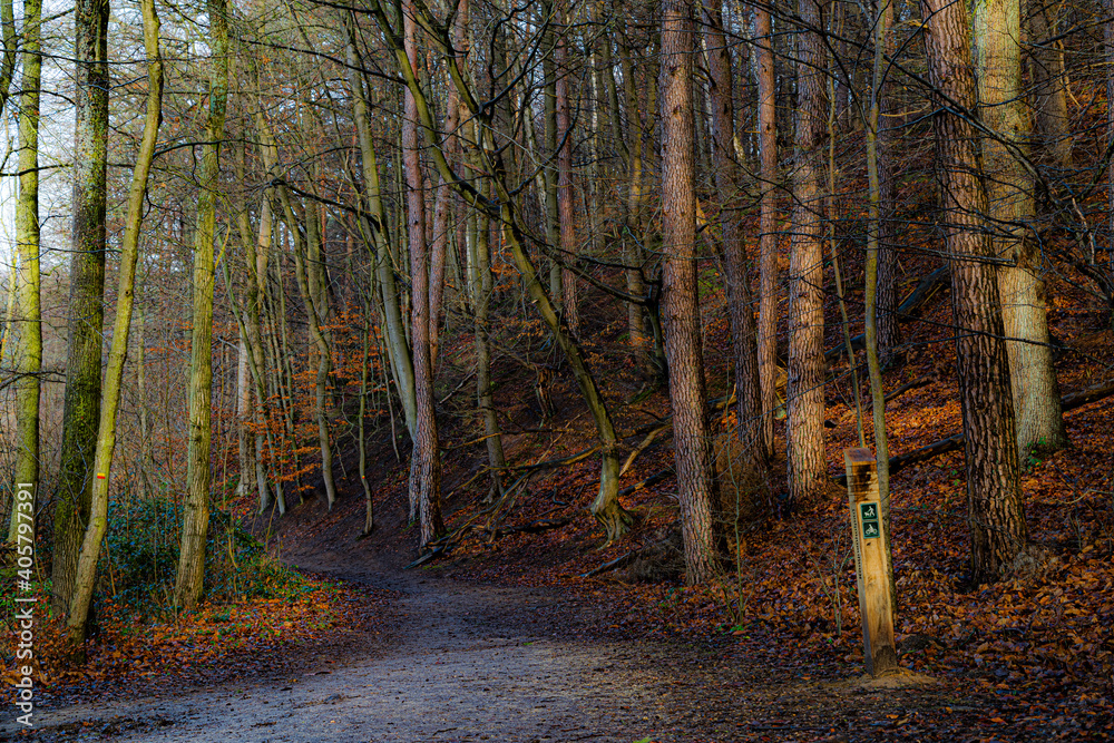 The biggest forest of Belgium Zoniënwoud, Zoniënforest. Landscape and ...