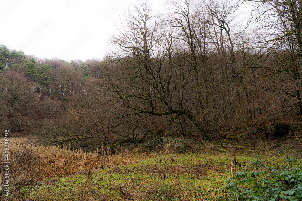The biggest forest of Belgium Zoniënwoud, Zoniënforest. Landscape and ...