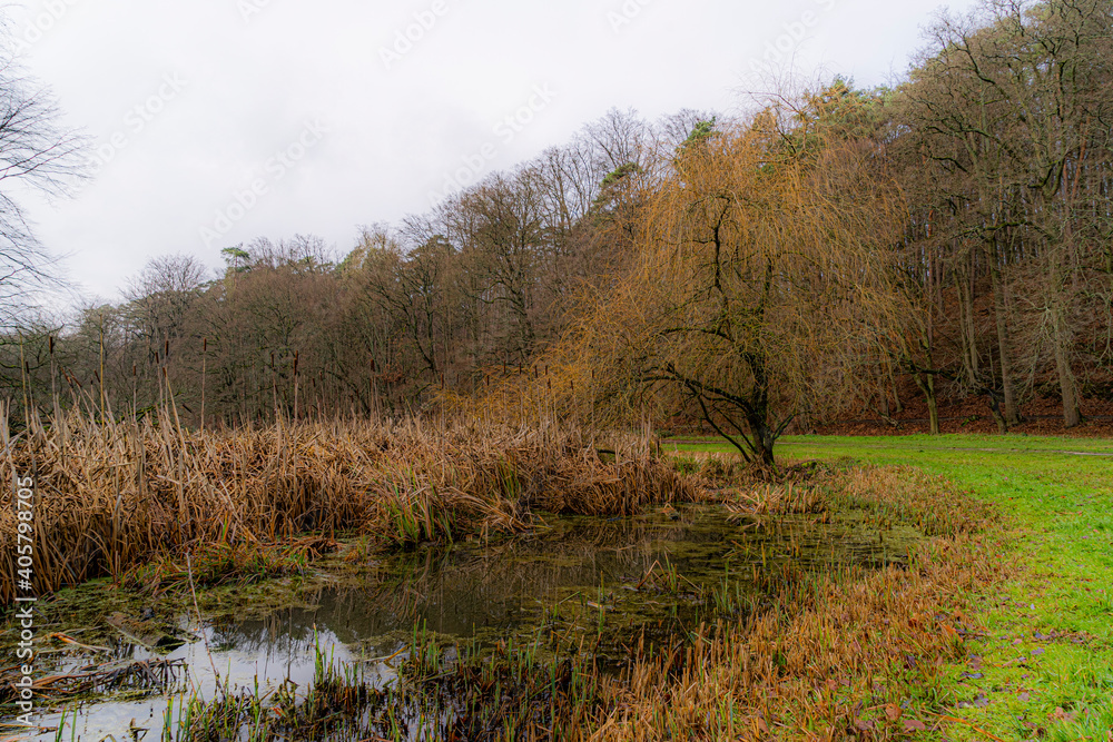 Foto de The biggest forest of Belgium Zoniënwoud, Zoniënforest ...