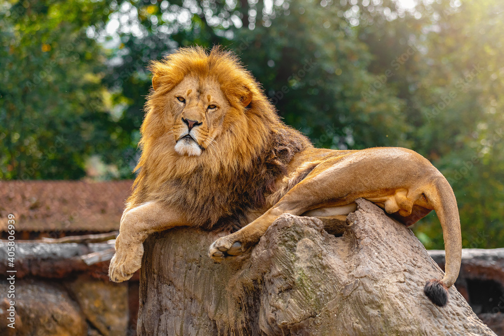 Portrait of South African lion (Panthera leo krugeri) relaxing in on ...