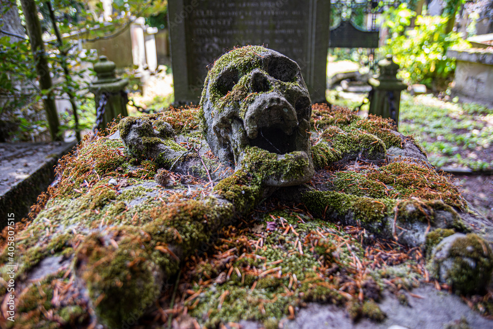 Skull on ancient grave surrounded with green moss. A horror halloween ...