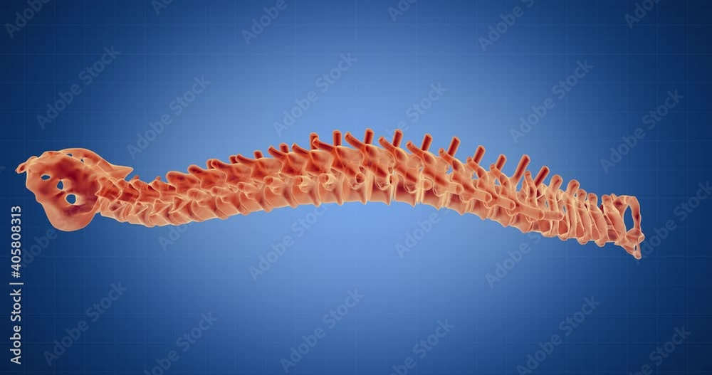 Spine, spinal cord x-ray style, internal organs 3D render, anatomy of ...