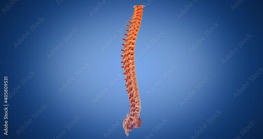 Spine, spinal cord x-ray style, internal organs 3D render, anatomy of ...